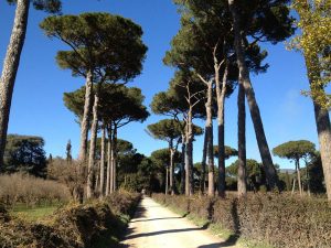 Via Francigena | Camino to Rome Guide & Stages